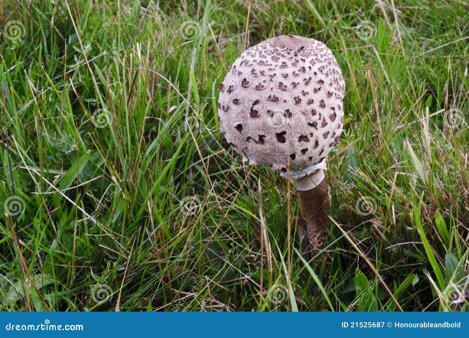 Wild Mushroom Toadstool in Meadow Stock Image - Image of growth, wild ...