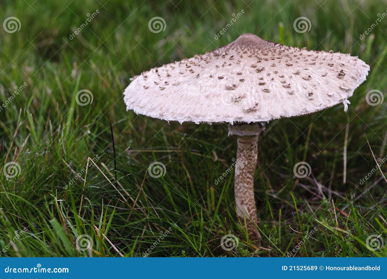 Wild Mushroom Toadstool in Meadow Stock Image - Image of fungus, bulb ...