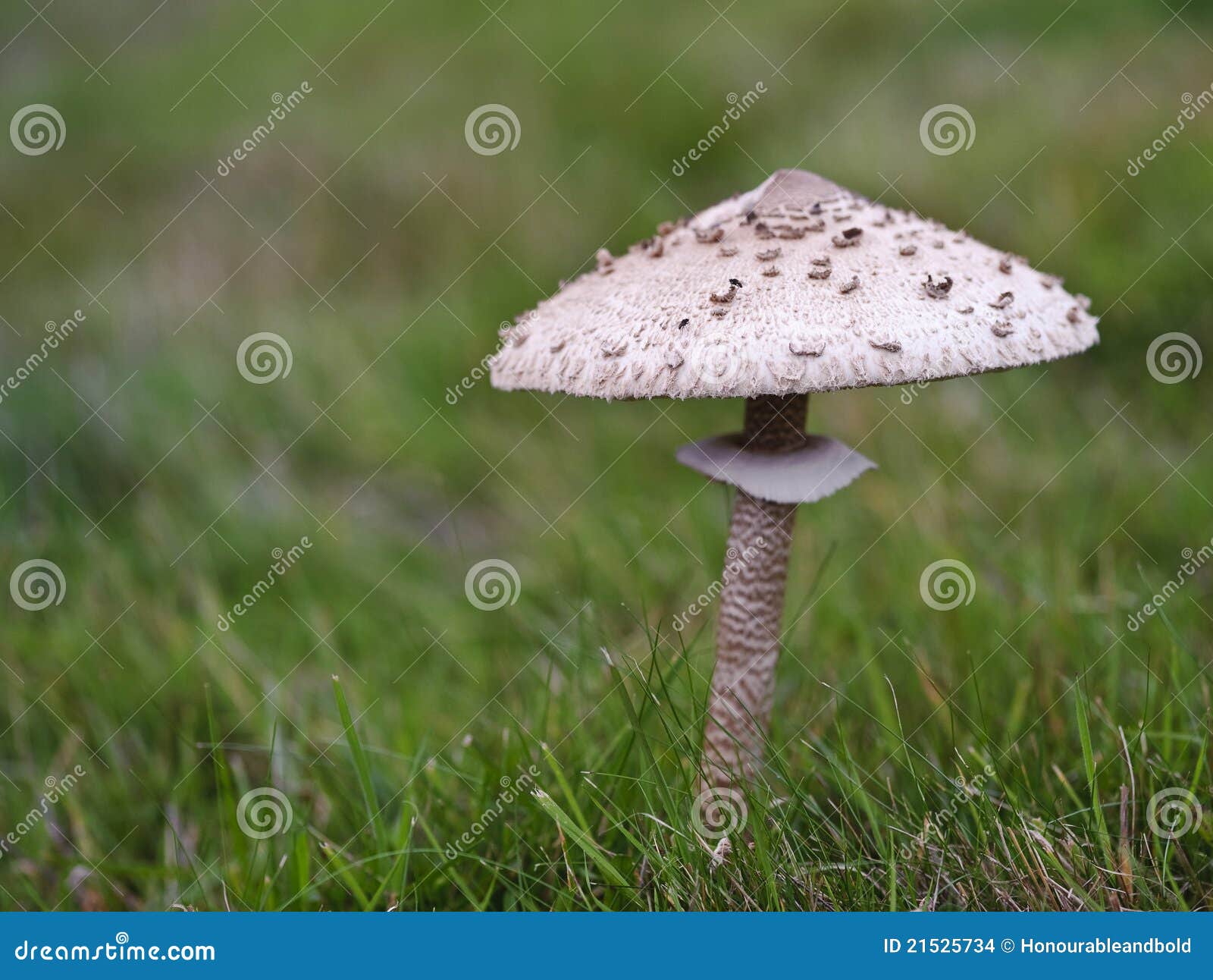 Wild Mushroom Toadstool in Meadow Stock Photo - Image of fall, field ...