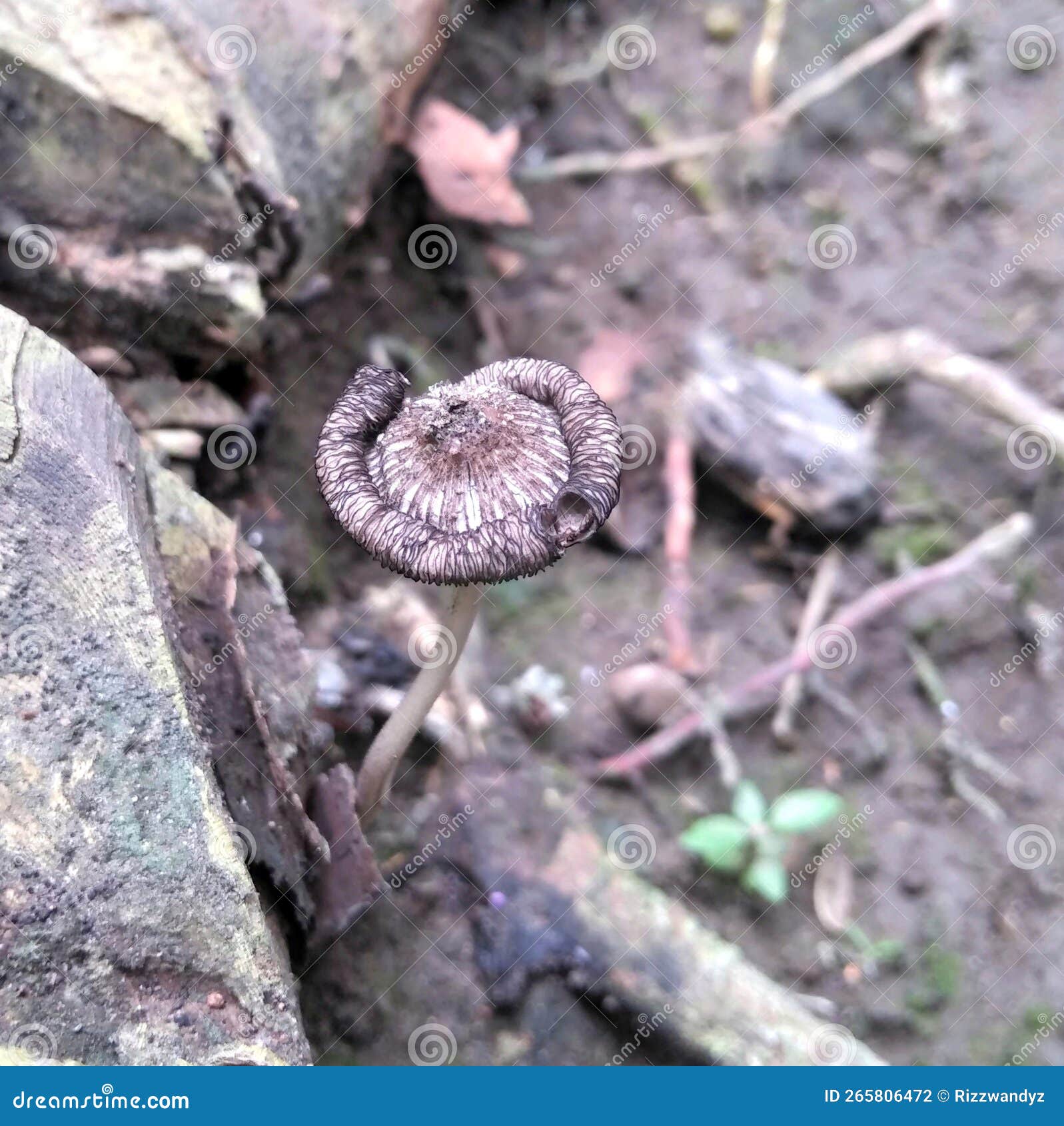 Wild Mushroom on Tree Roots Stock Photo - Image of mushroom, roots ...