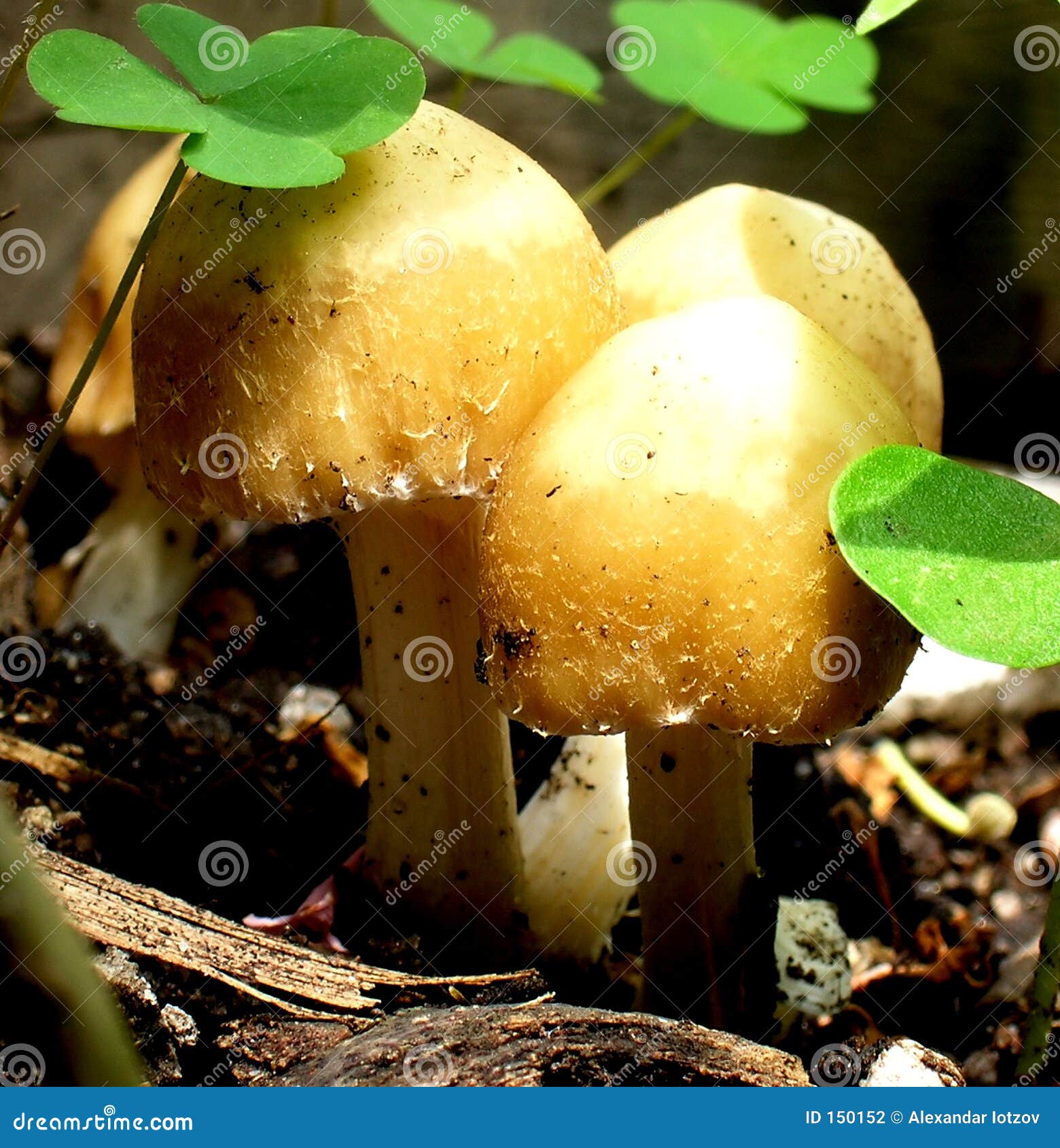 Wild mushrooms stock photo. Image of wild, tree, trees - 150152