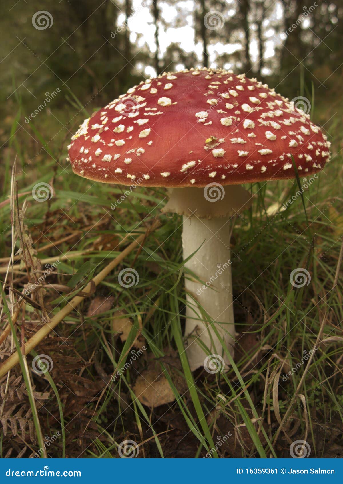 Wild mushrooms stock image. Image of fungus, wood, wild - 16359361