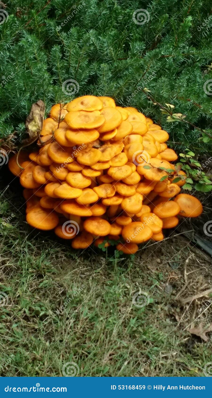 Wild Mushrooms #1 stock image. Image of spring, wild - 53168459