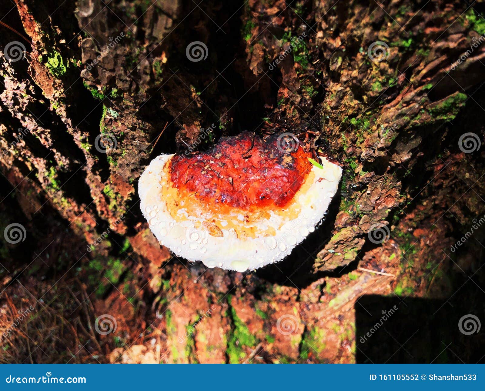 Wild Mushrooms,Ganoderma Lucidum Growing on the Tree Stock Photo ...