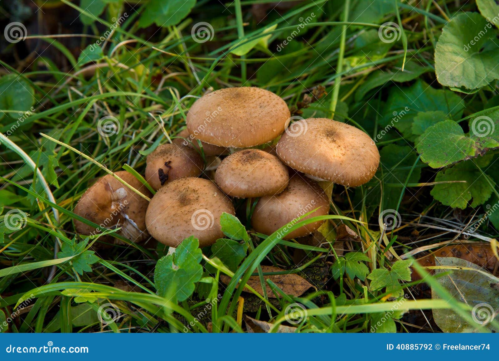 Wild mushrooms stock photo. Image of garden, handling - 40885792