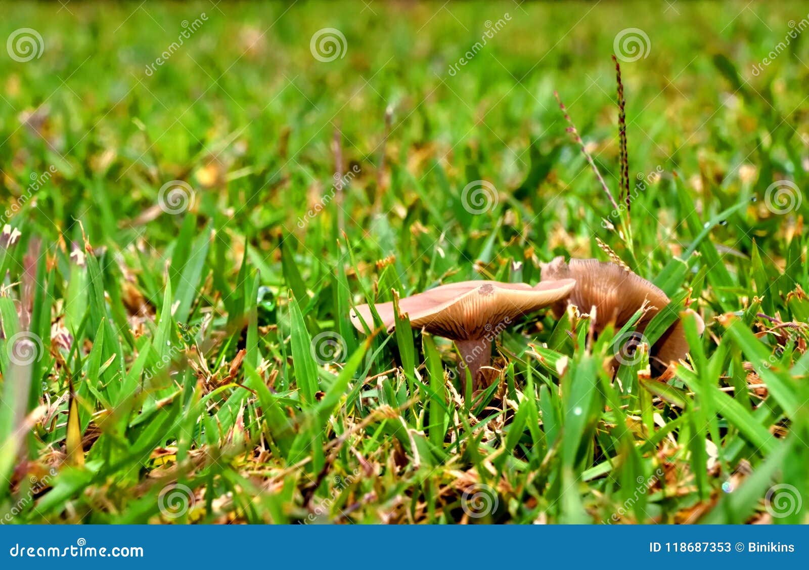 Wild Mushrooms in Grass stock image. Image of mushroom - 118687353
