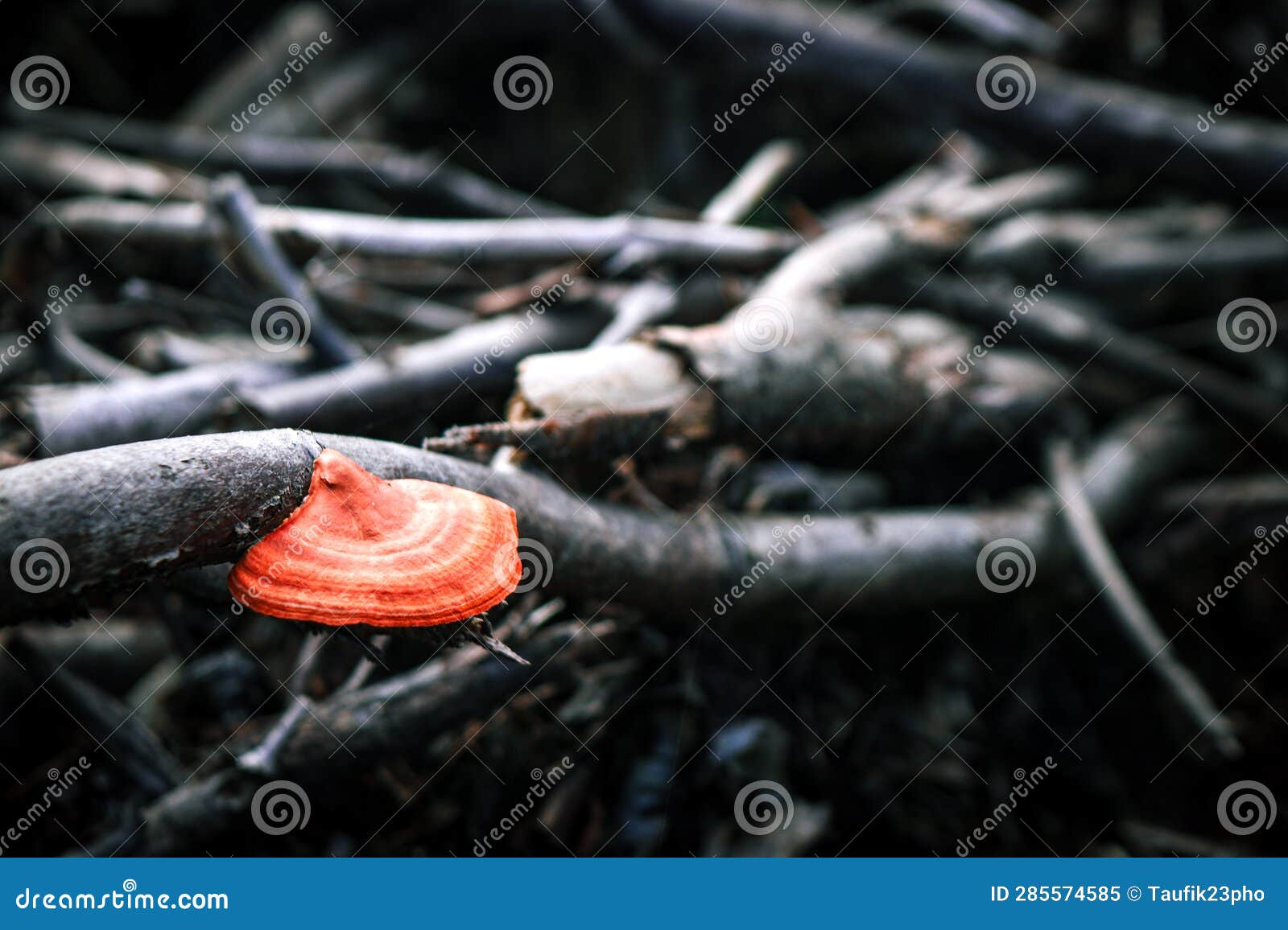 Wild Mushrooms Grow on Rotten Twigs Stock Image - Image of branch, leaf ...