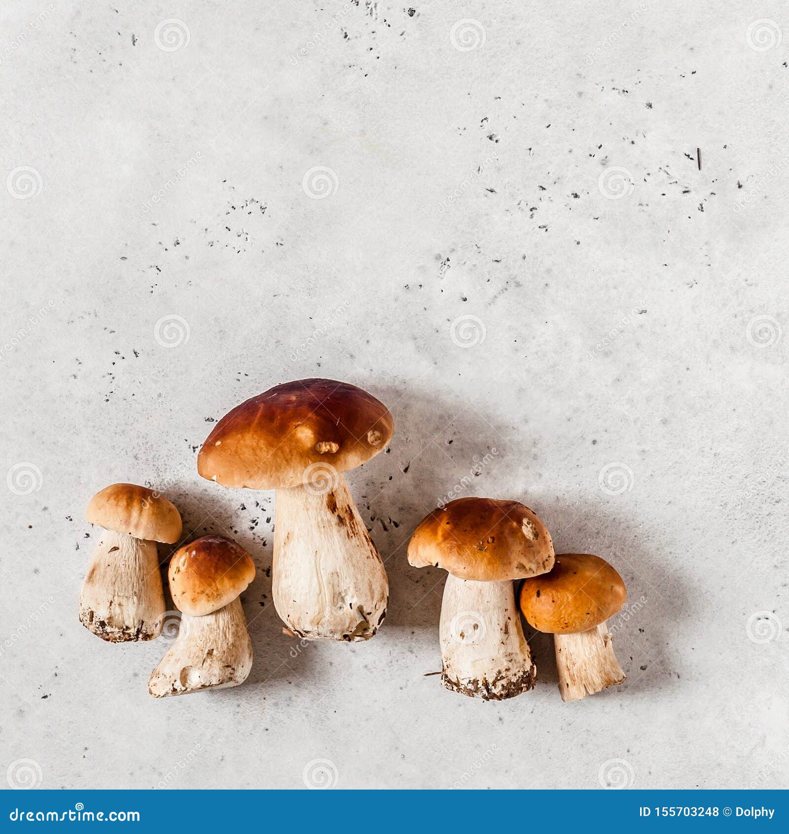 Wild Mushrooms, Porcini stock photo. Image of hunting - 155703248