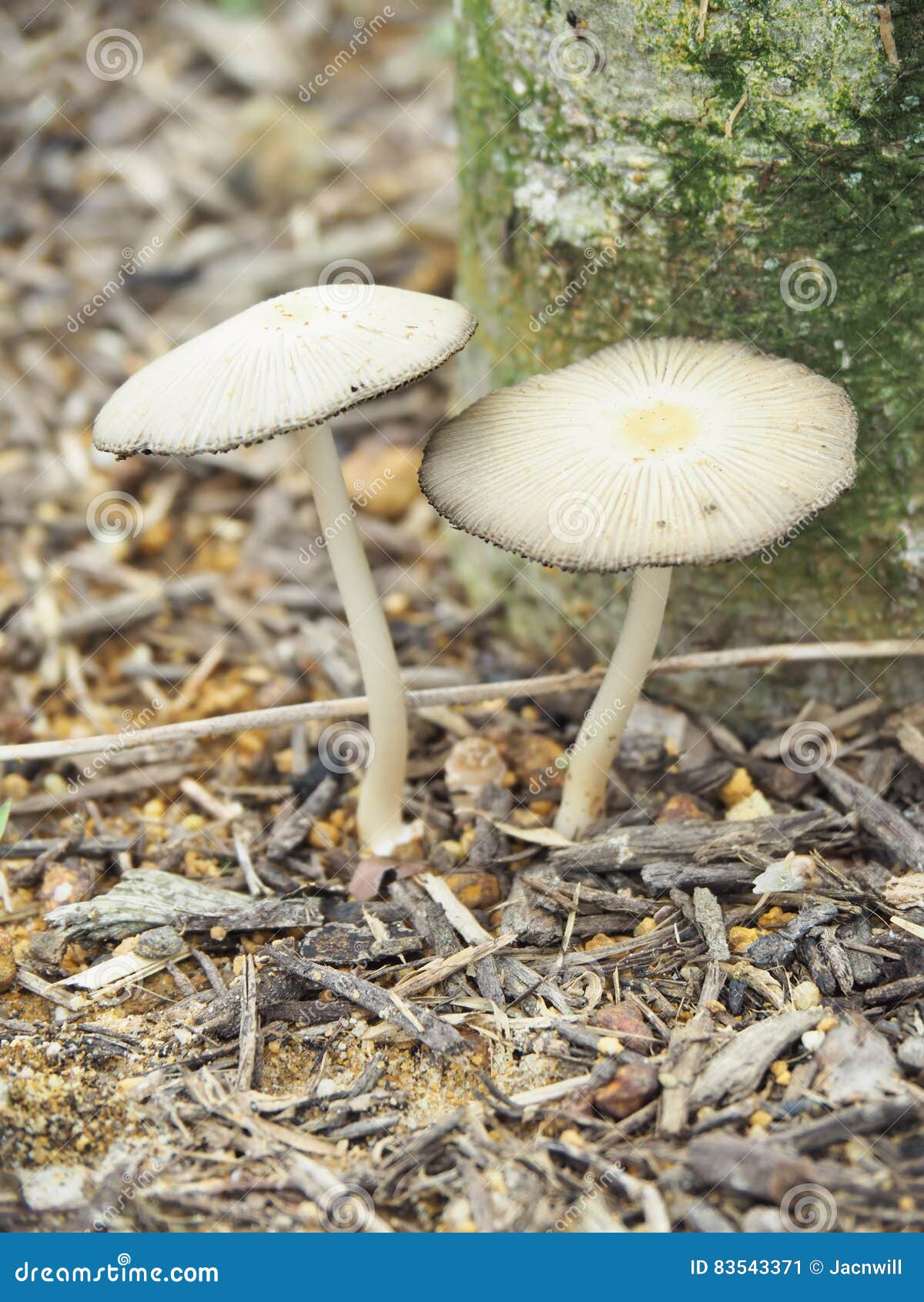 Wild Mushrooms - Toadstools Stock Image - Image of poisonous, fungi ...
