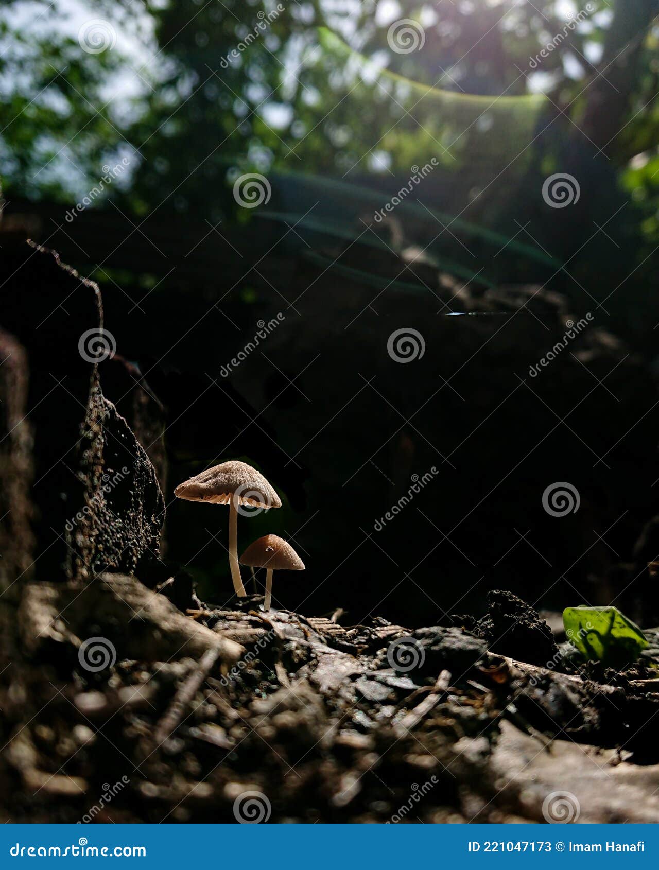 Wild Mushrooms Under Light Sun Stock Image - Image of wild, mushrooms ...