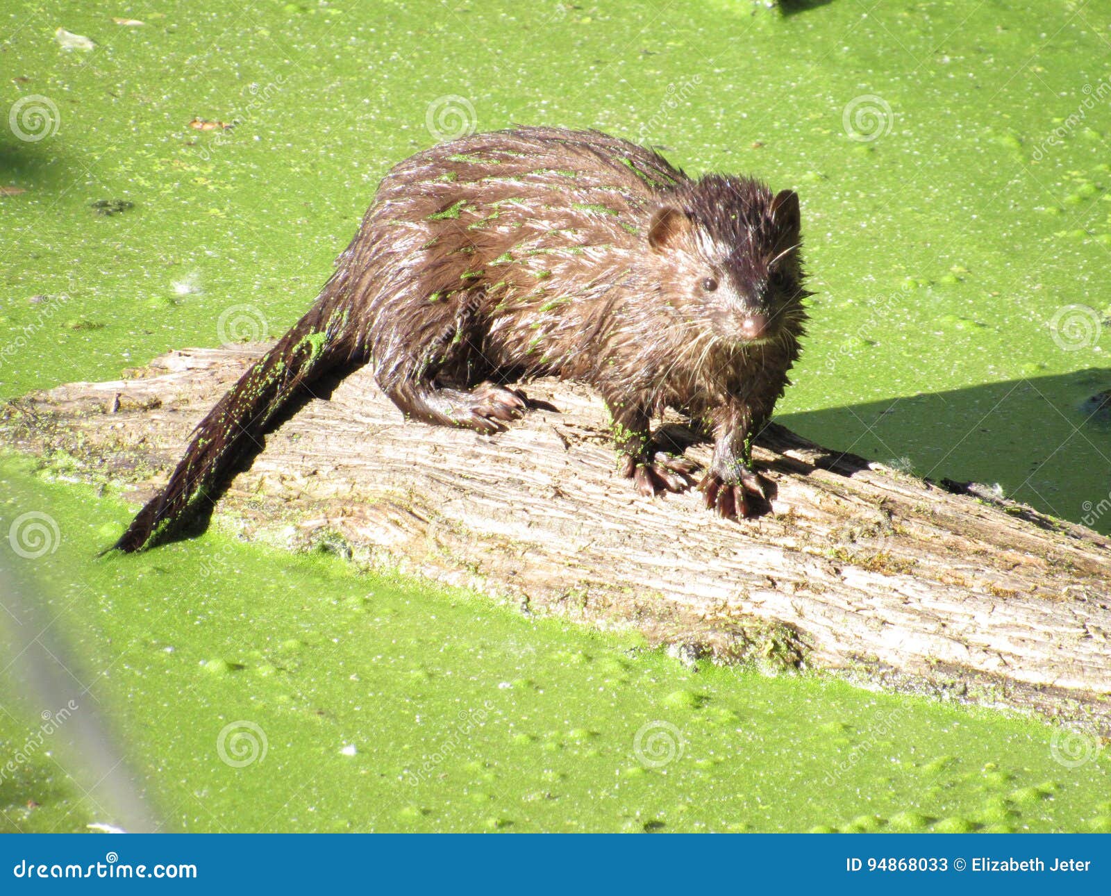 Wild muskrat stock image. Image of swamp, muskrat, wild - 94868033