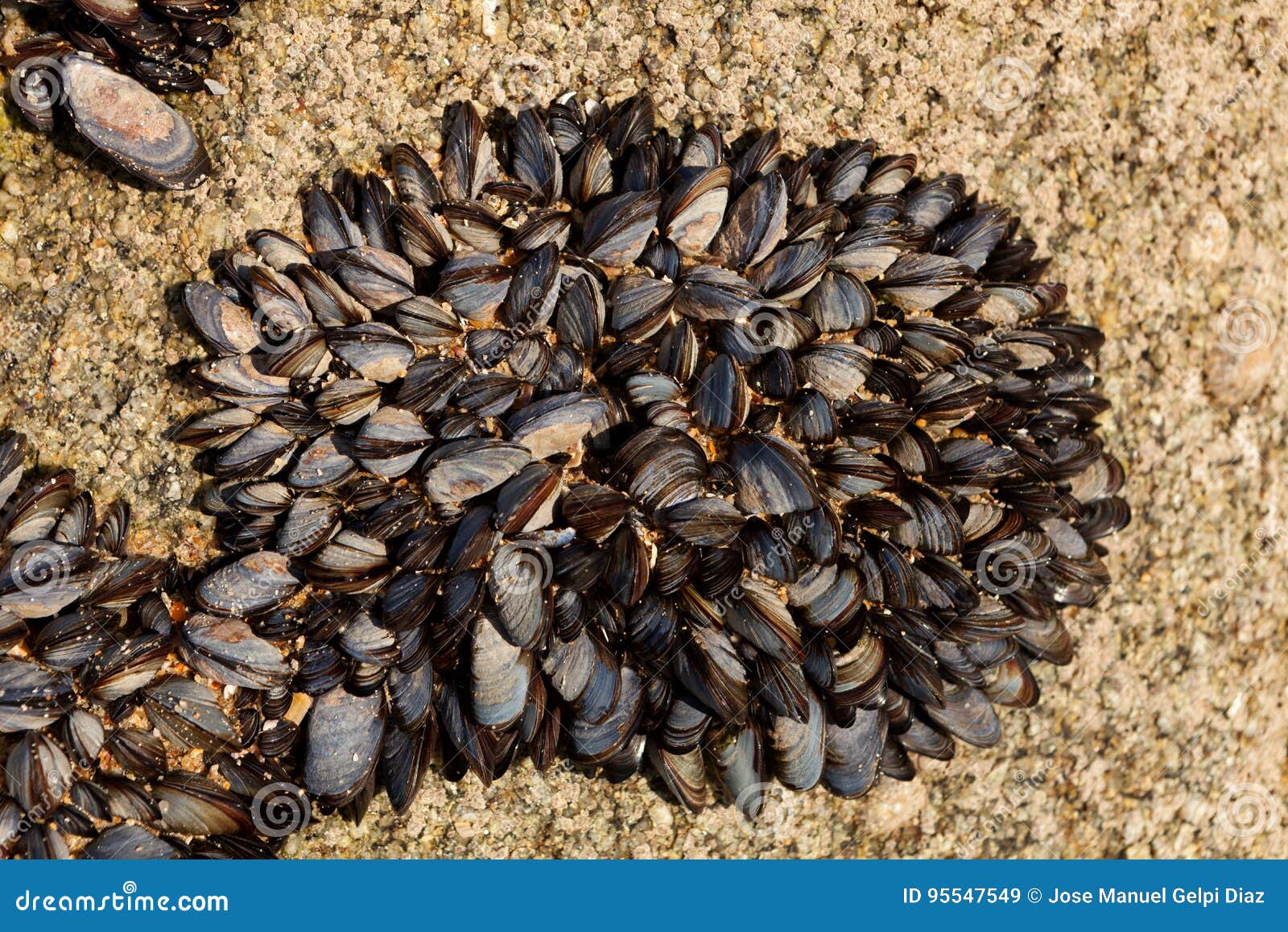 Wild mussels on the beach stock image. Image of health - 95547549