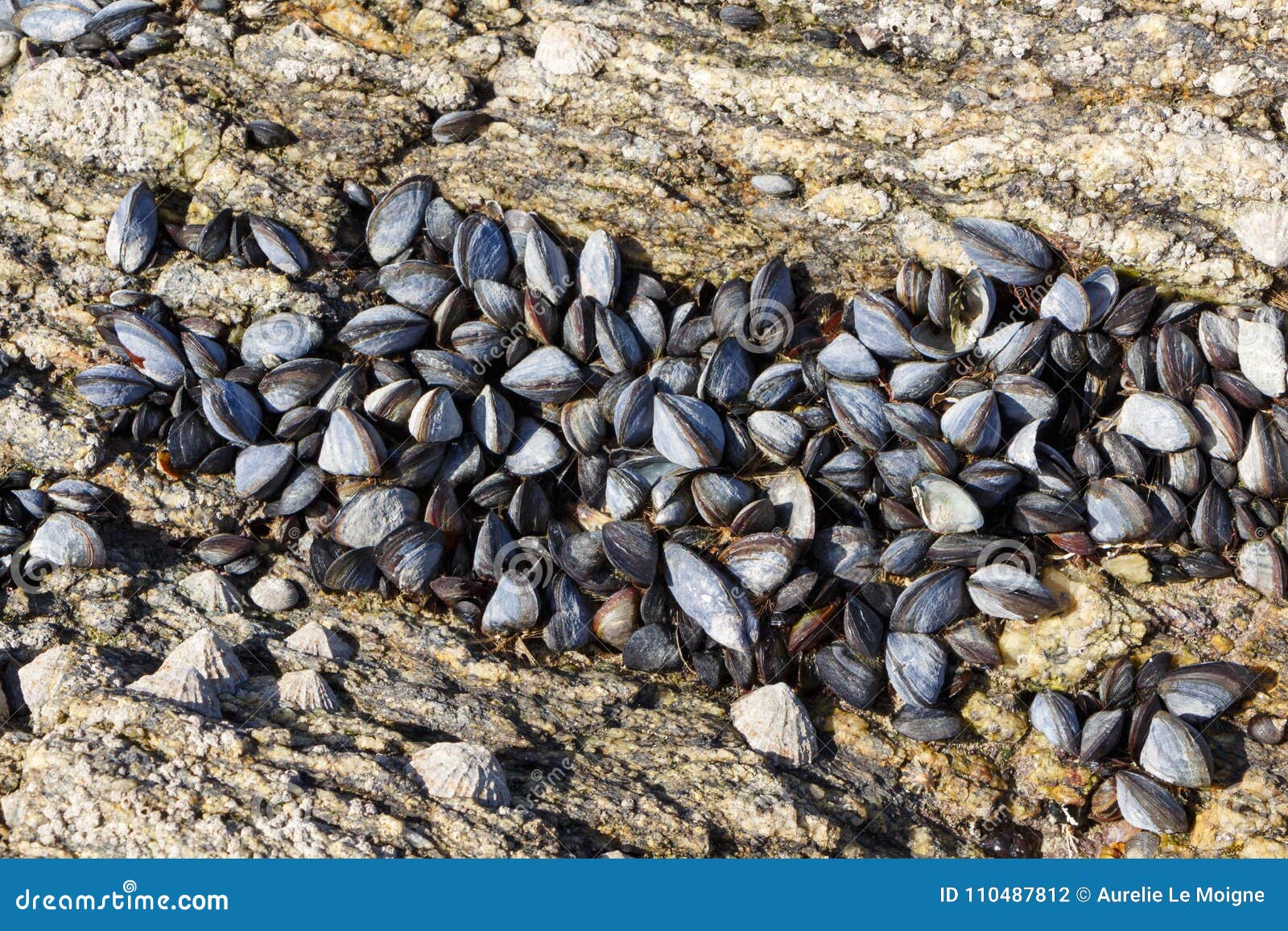 Wild mussels on rocks stock photo. Image of fishing - 110487812