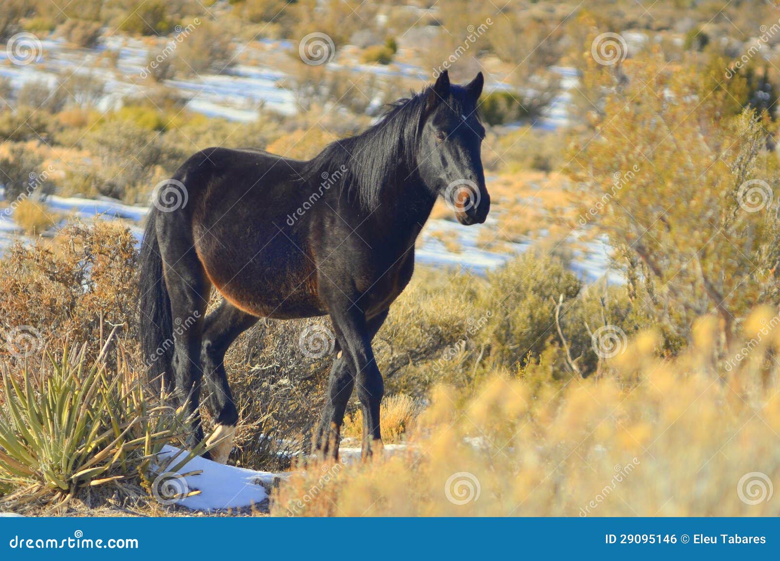 Wild Mustang stock photo. Image of western, horse, united - 29095146
