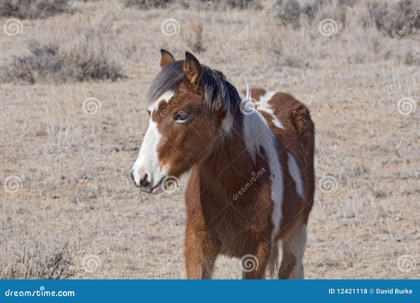 Wild Mustang Colt stock photo. Image of equine, wildlife - 12421118