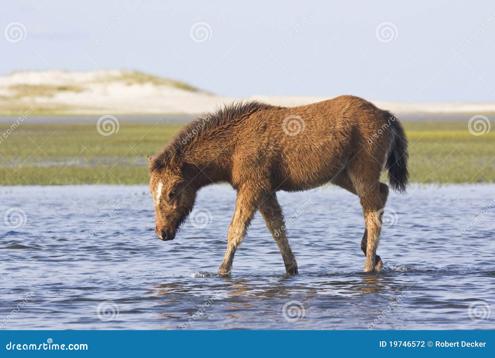 Wild Mustang Colt stock photo. Image of baby, nature - 19746572