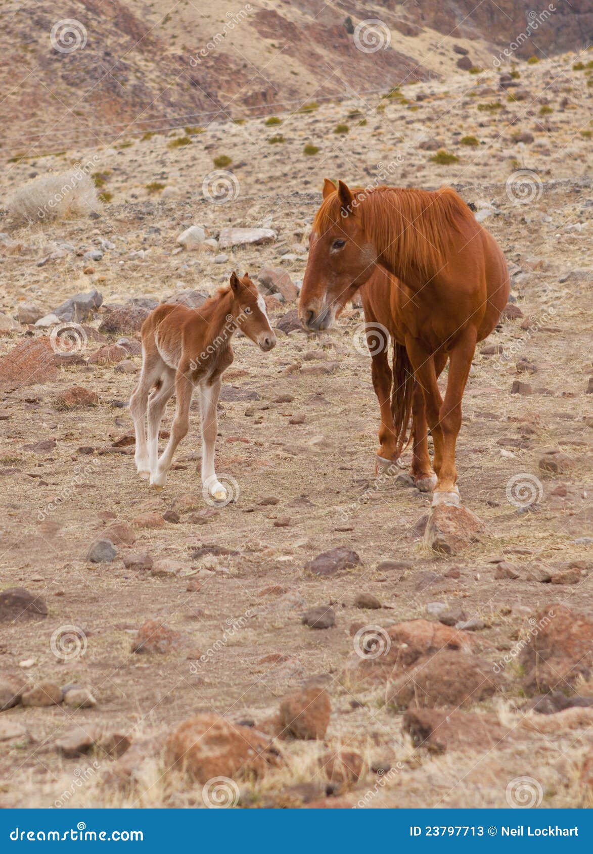 Wild Mustang Colt stock image. Image of western, colt - 23797713