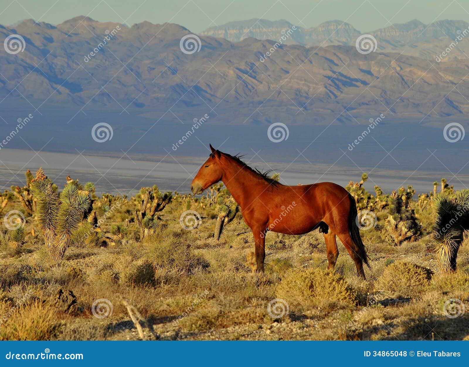 Wild Mustang stock photo. Image of pasture, hill, prairie - 34865048