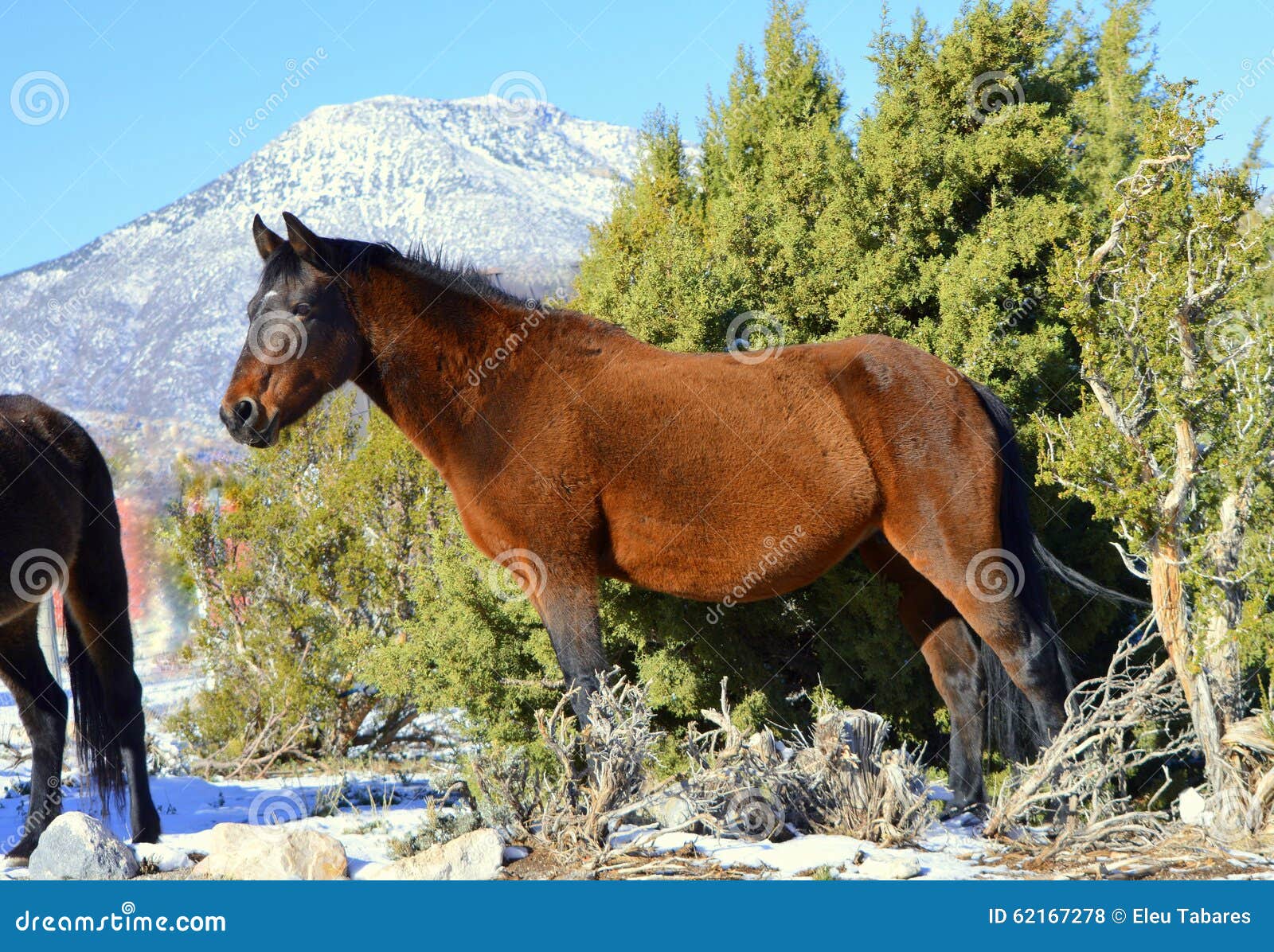 Wild Mustang stock photo. Image of animal, snow, horse - 62167278