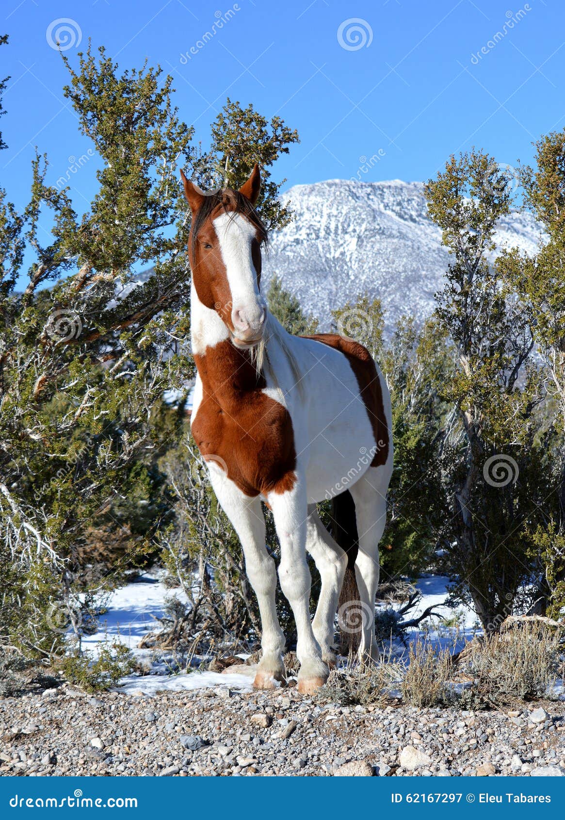 Wild Mustang stock image. Image of animal, nevada, mammal - 62167297