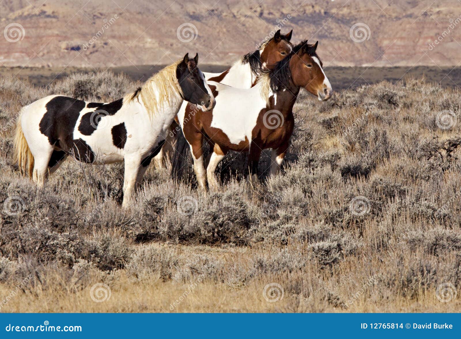 Wild Paint Horses