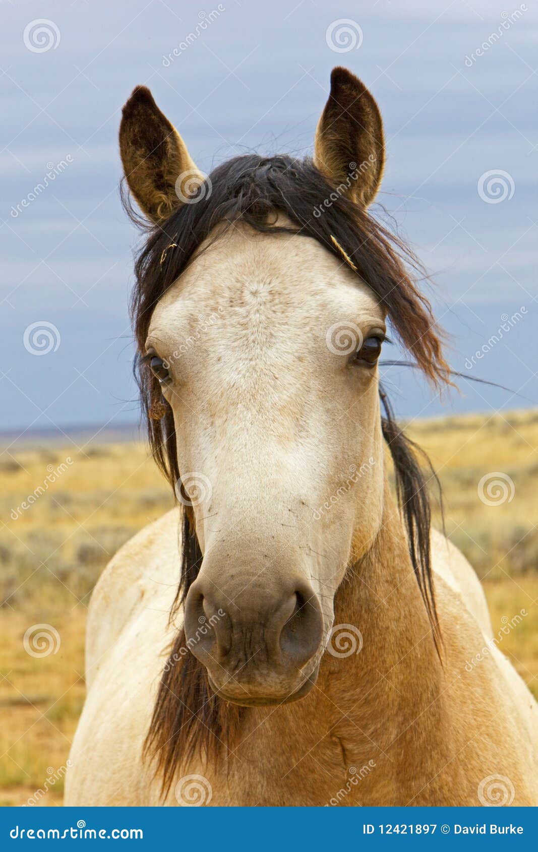 Wild Mustang Portrait stock image. Image of badlands - 12421897