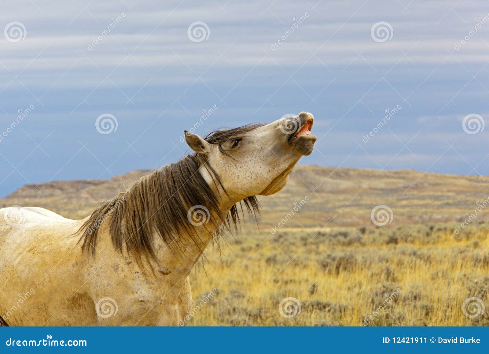 Wild Mustang Snaking stock image. Image of dominant, colt - 12421911