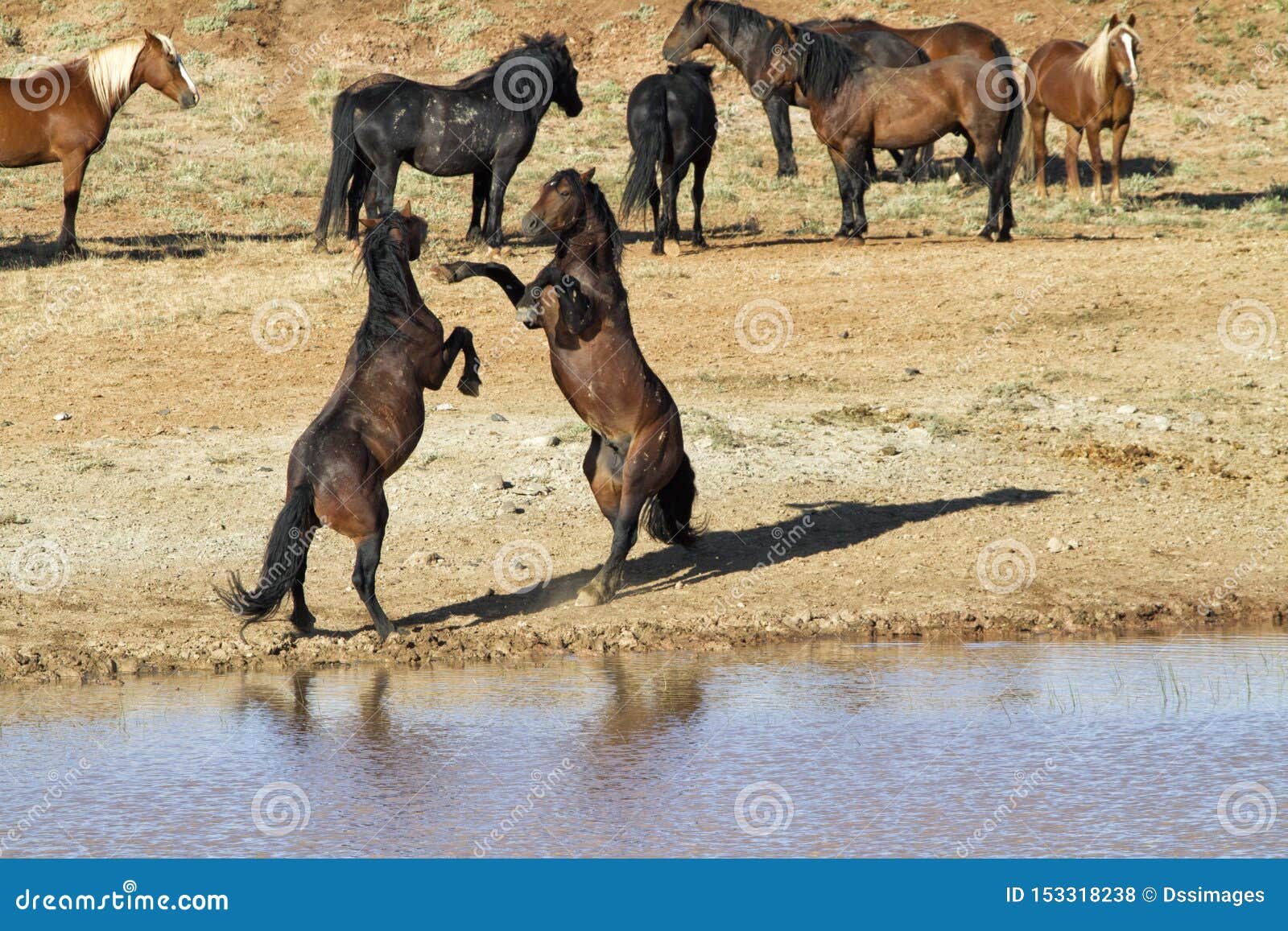 Wild Mustang Stallions Fighting Near a Water Hole Stock Photo - Image ... Wild Mustang Stallions Fighting Near a Water Hole Stock Photo - Image ...