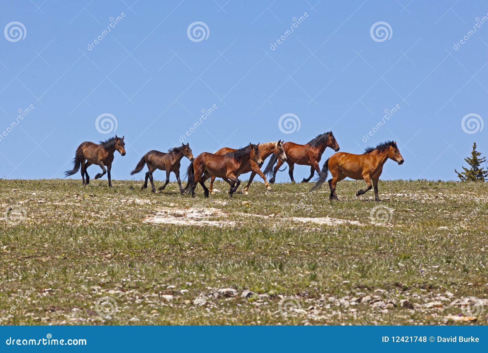 Wild Mustangs stock photo. Image of flora, horse, female - 12421748