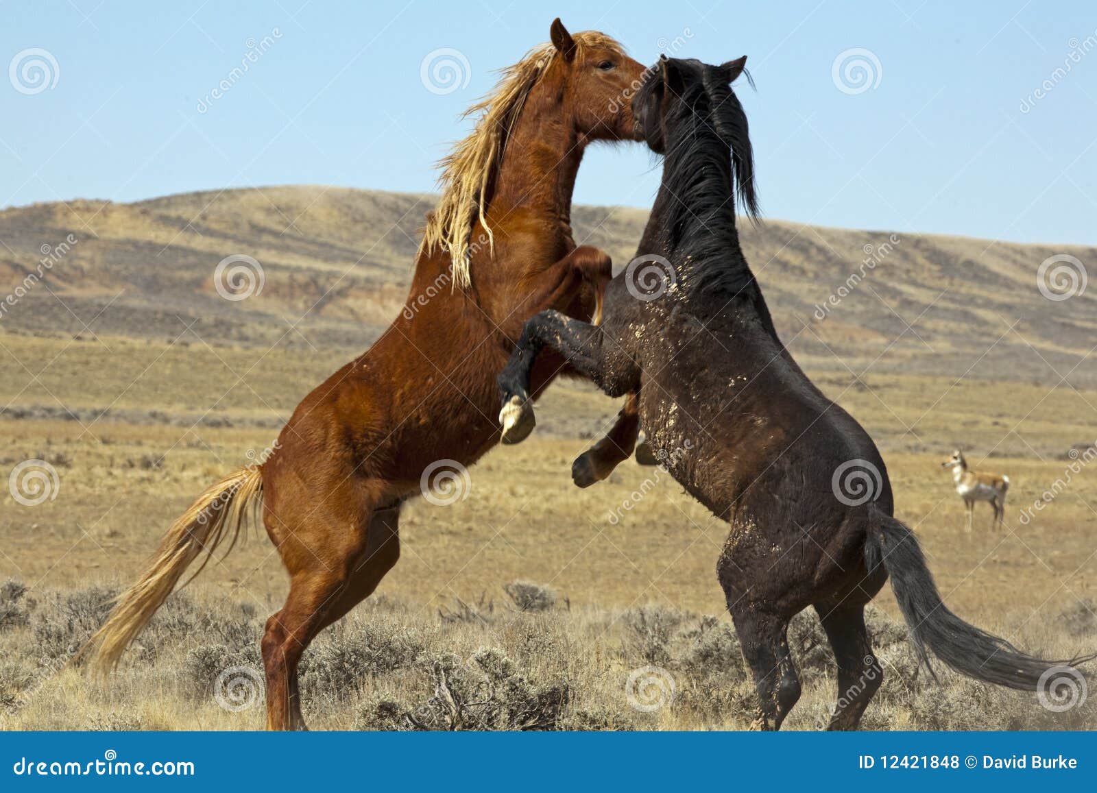 Wild Mustangs Horse Stallion Fight Fighting Stock Photo - Image of ...