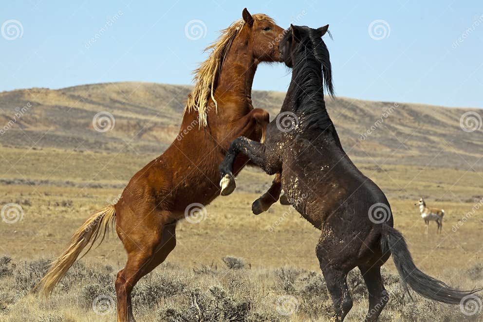 Wild Mustangs Horse Stallion Fight Fighting Stock Photo - Image of ...