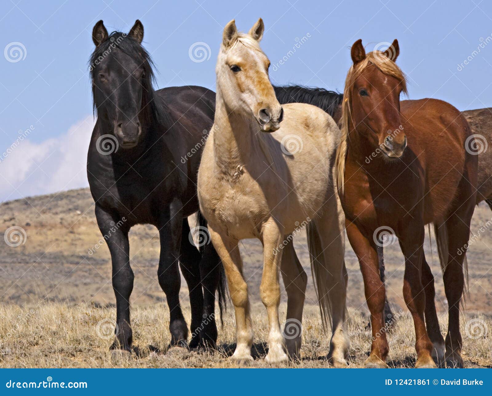 Wild Mustangs Horses Horse Desert Range Watching Stock Image - Image of ...