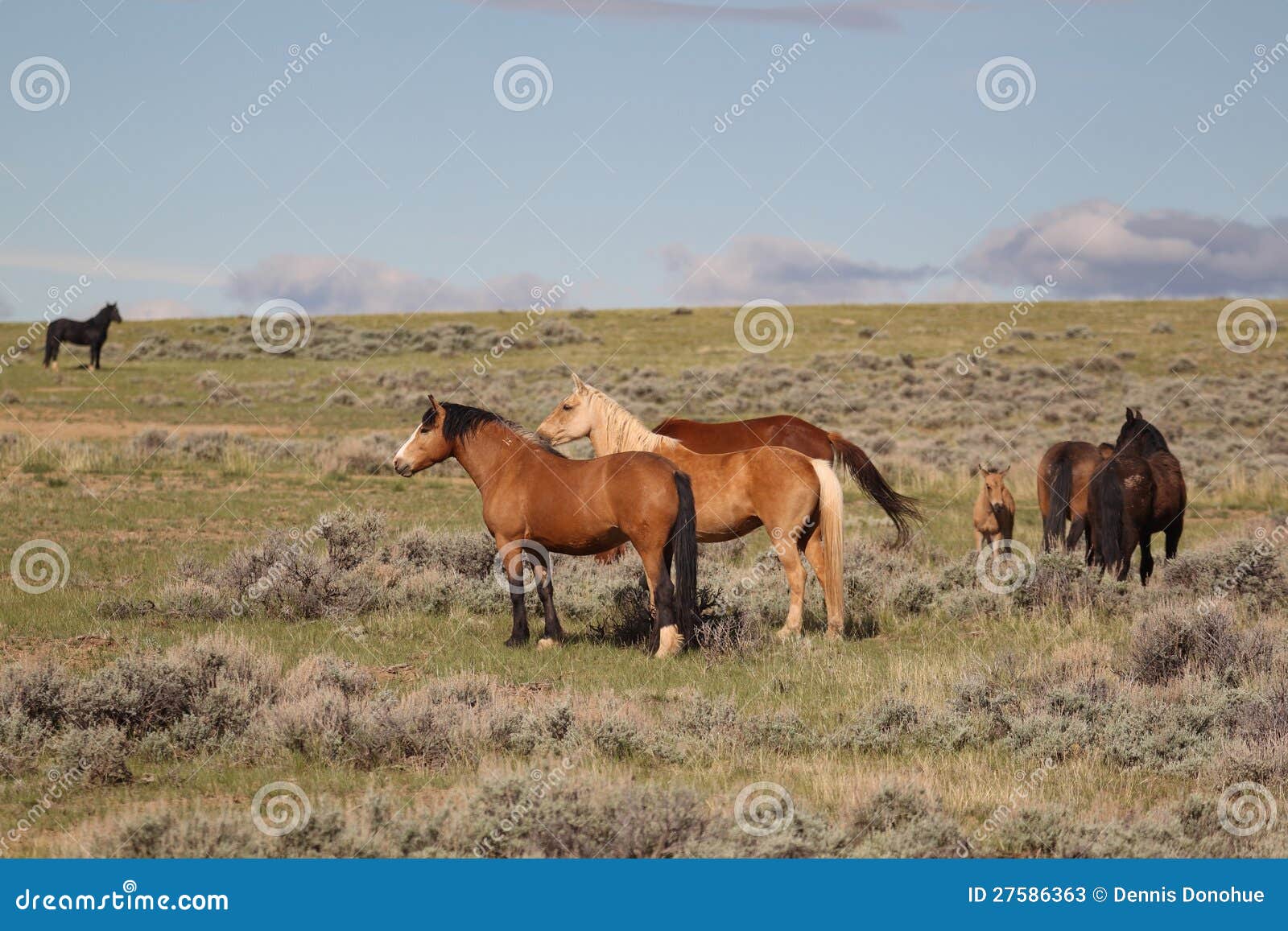 Wild Mustangs of McCullough Peaks Stock Image - Image of wyoming, horse ...