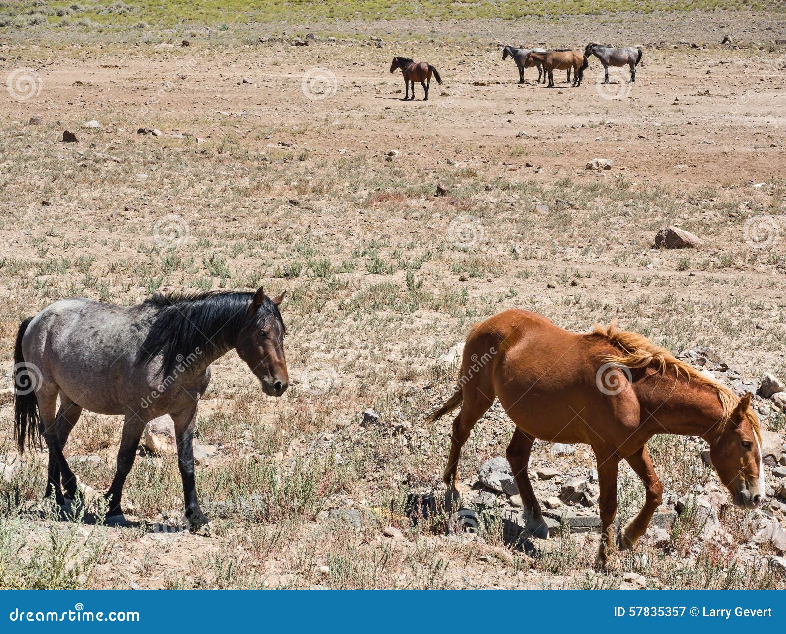 Wild Mustangs, Nevada Desert Stock Image - Image of animal, field: 57835357