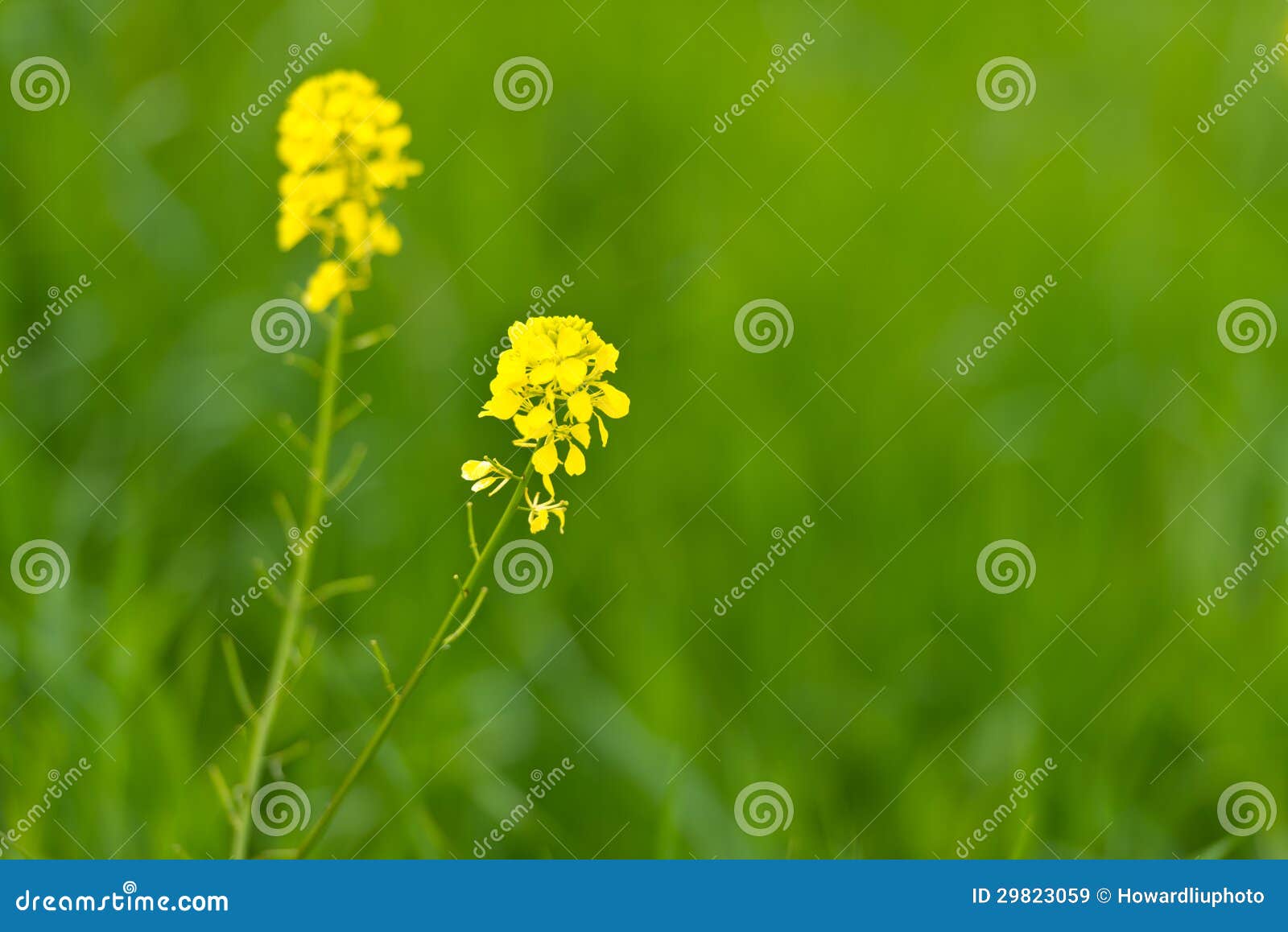 Wild Mustard in bloom stock image. Image of green, northern - 29823059