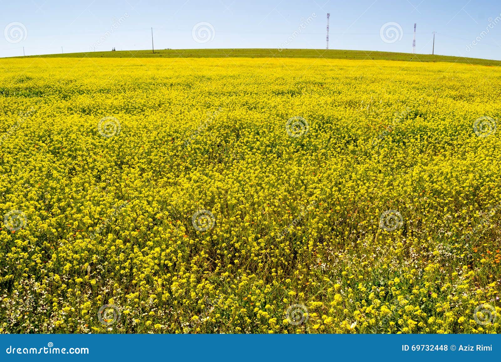 Wild Mustard field #2 stock photo. Image of species, natural - 69732448