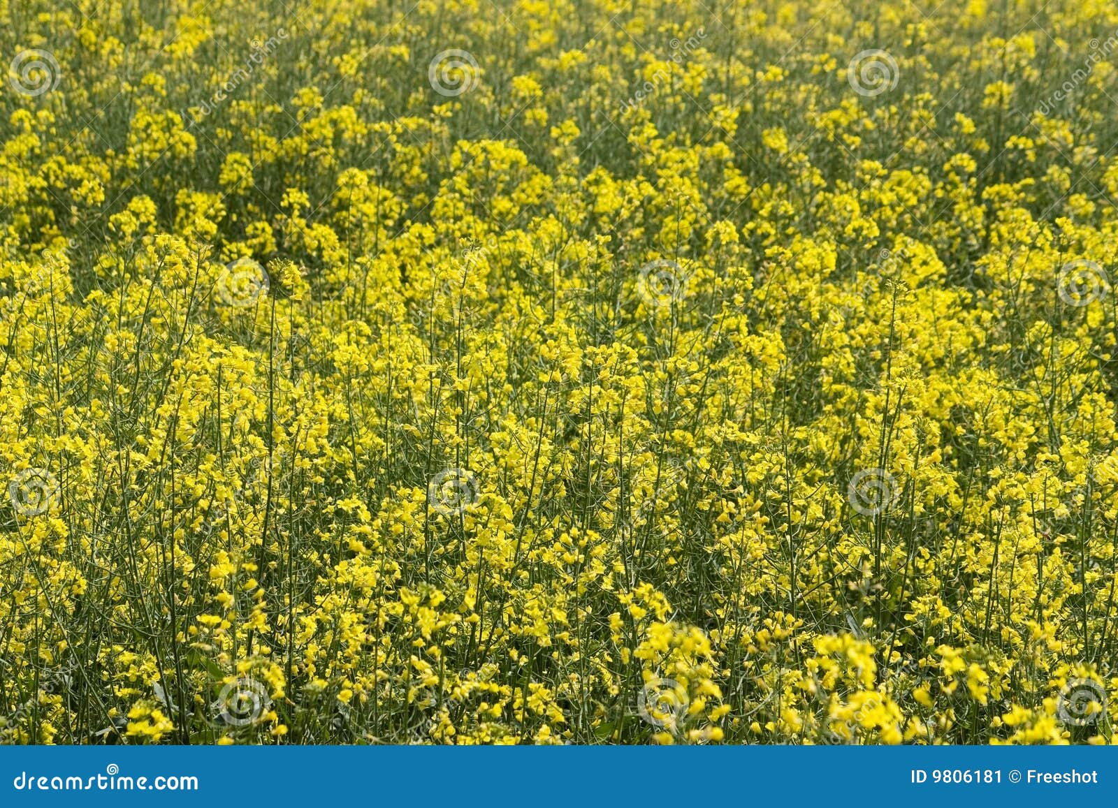 Wild mustard flowers. stock image. Image of floral, plant - 9806181