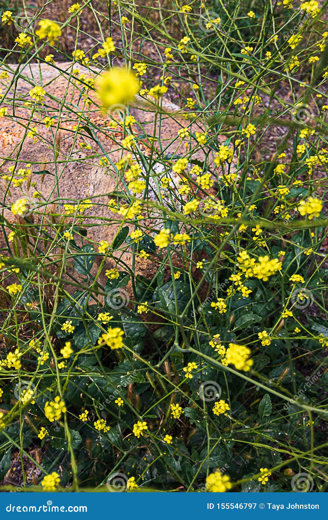 Wild Mustard in Open Field with Rocks and Foxtail Grass Stock Image ...
