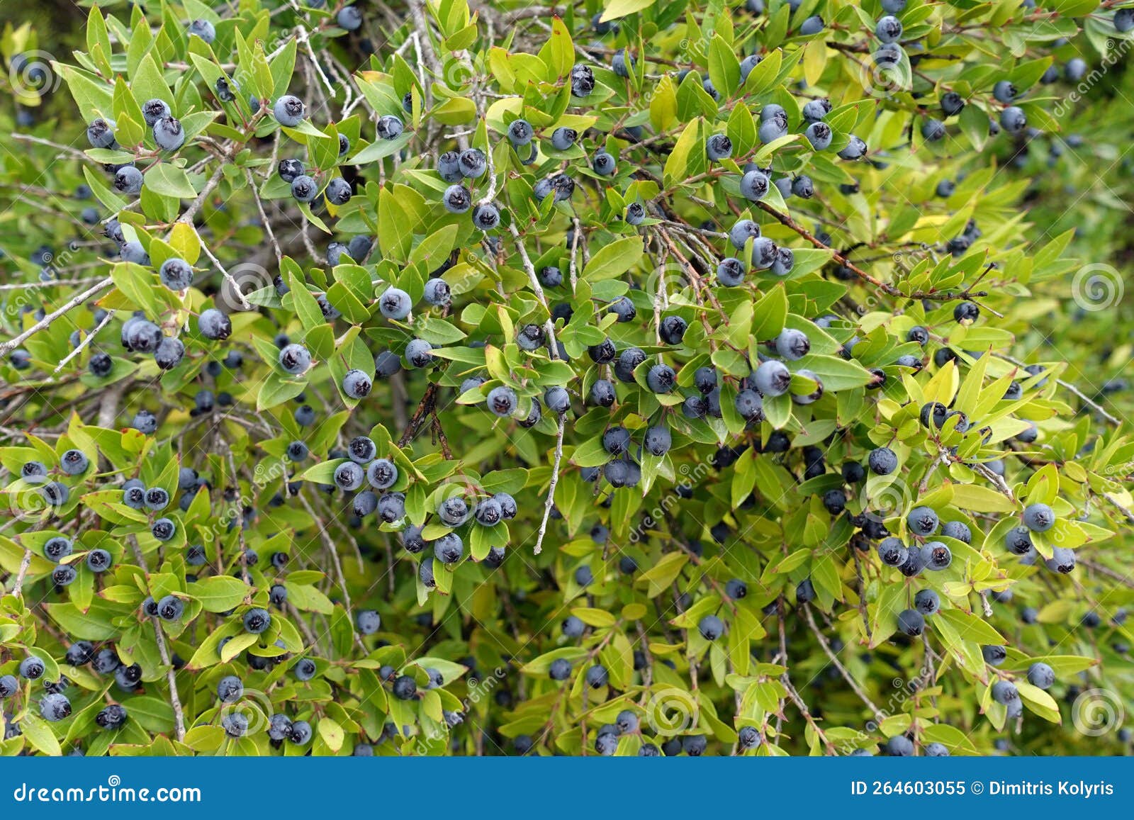 Wild Myrtle Branches with Berries Stock Image - Image of black, myrtus ...