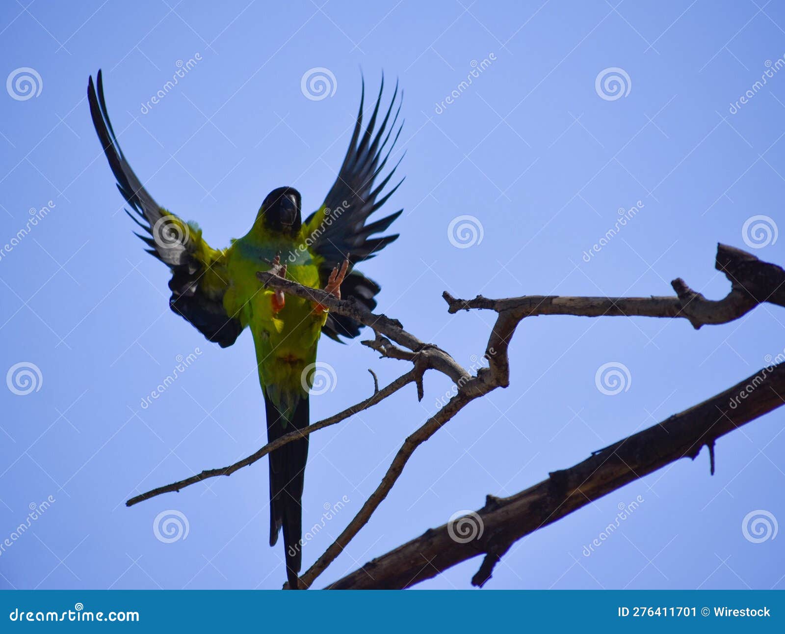 Wild Nanday Parakeet (Aratinga Nenday) Flying Stock Image - Image of ... Wild Nanday Parakeet (Aratinga Nenday) Flying Stock Image - Image of ...