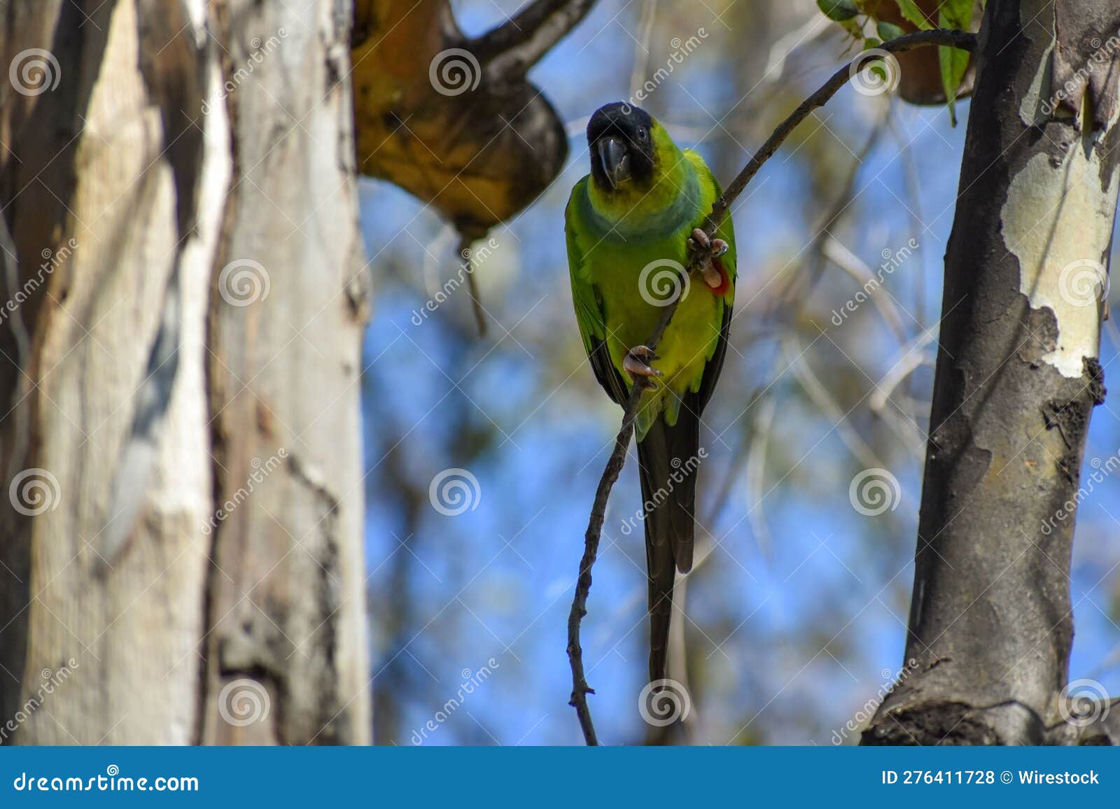 Wild Nanday Parakeet (Aratinga Nenday) Perching in a Tree Stock Photo ... Wild Nanday Parakeet (Aratinga Nenday) Perching in a Tree Stock Photo ...