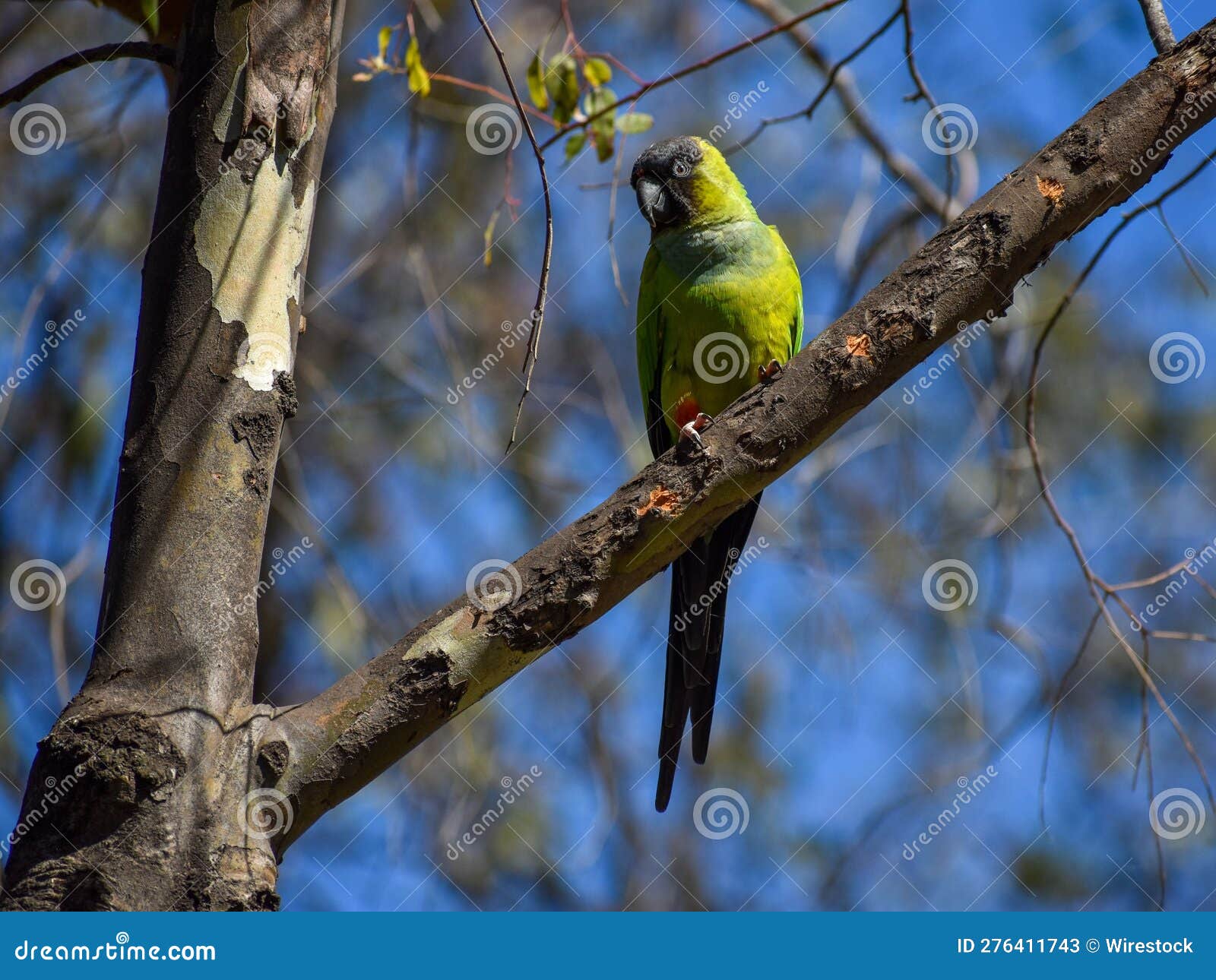 Wild Nanday Parakeet (Aratinga Nenday) Perching in a Tree Stock Image ... Wild Nanday Parakeet (Aratinga Nenday) Perching in a Tree Stock Image ...
