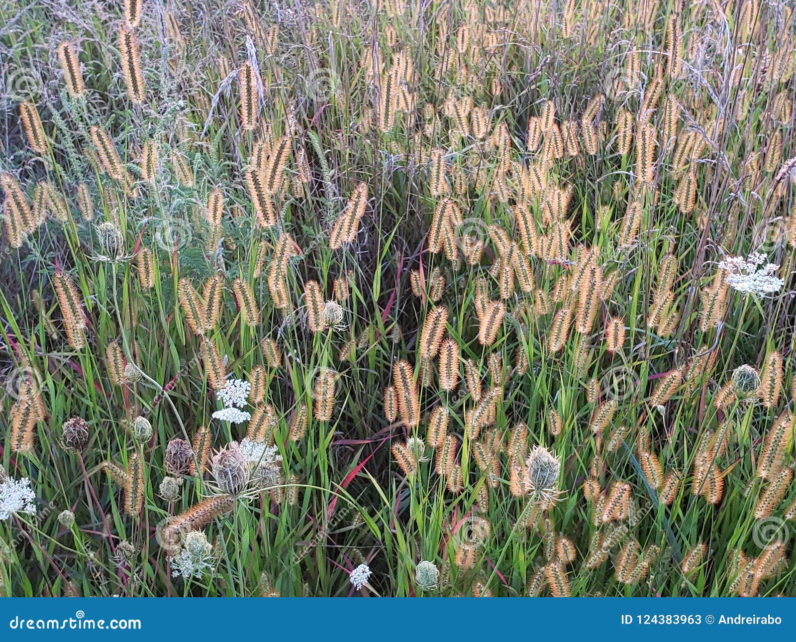 Wild grasses stock image. Image of natural, wild, nature - 124383963