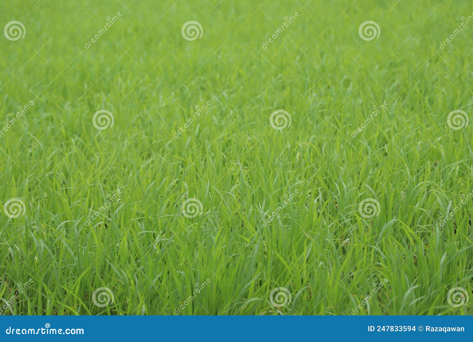 Wild, Natural, Lush Green Grass Field Stock Photo - Image of field ...