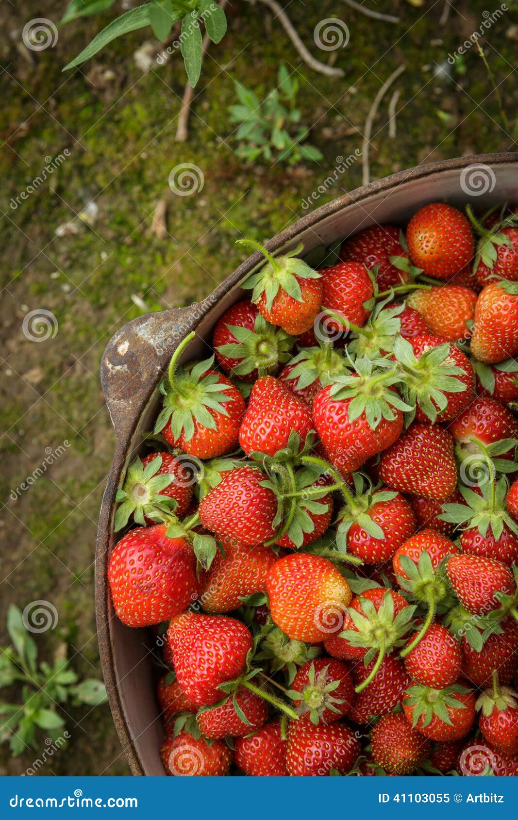 Wild Natural Red Strawberries, Strawberry in Rustic Iron Pot Stock ...