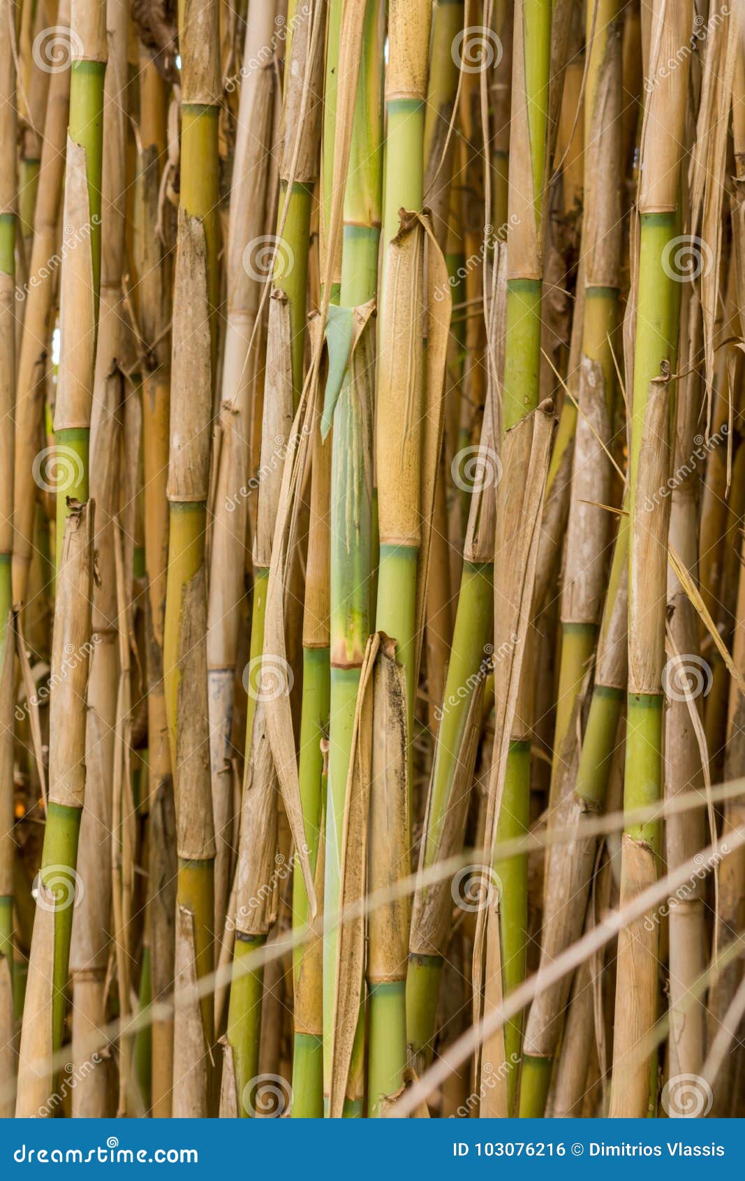 Wild Natural Sugar Canes At Corfu Greece Stock Photography ...