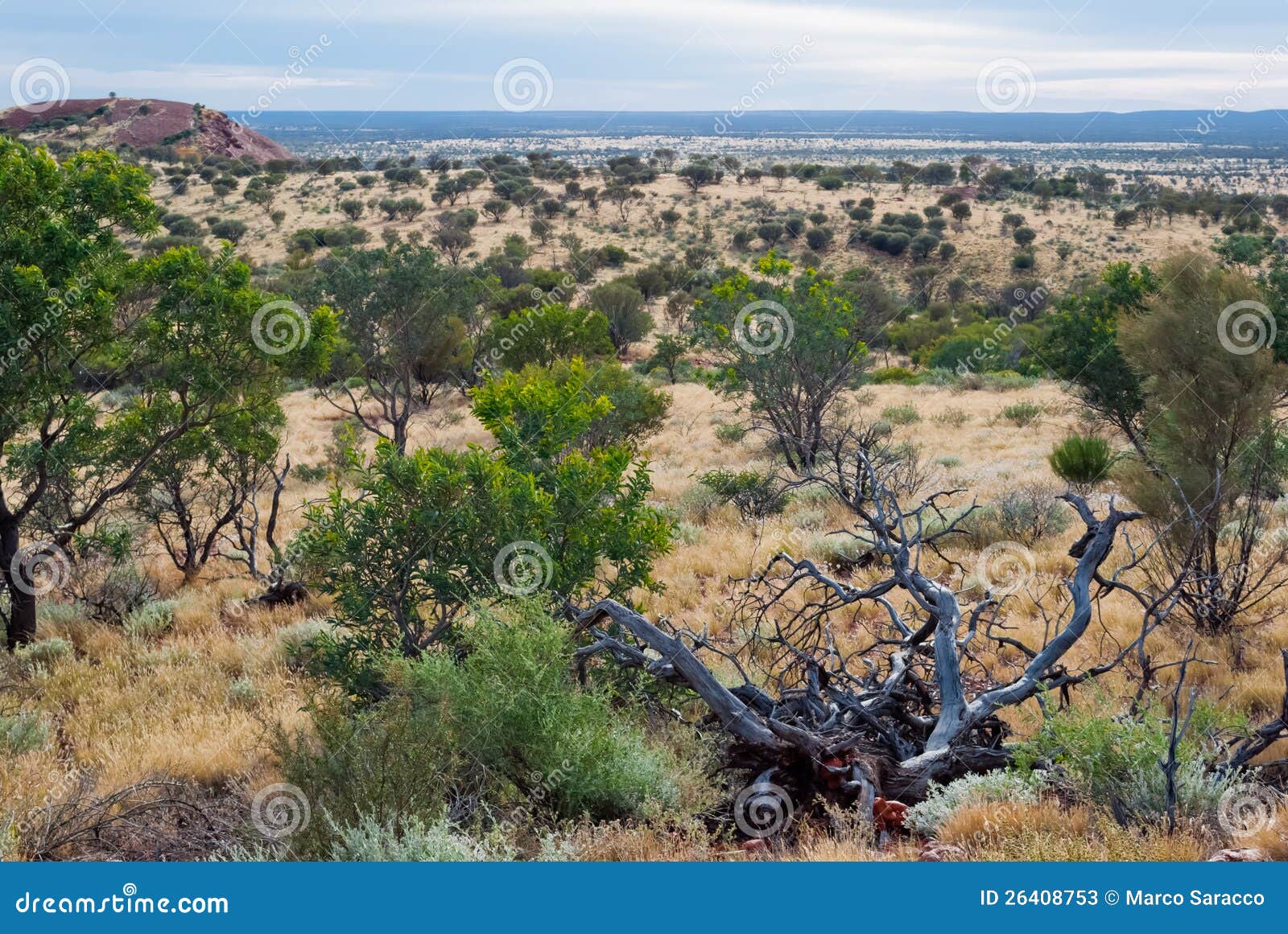 Wild Nature in the Australian Bush Stock Image - Image of postcard ...