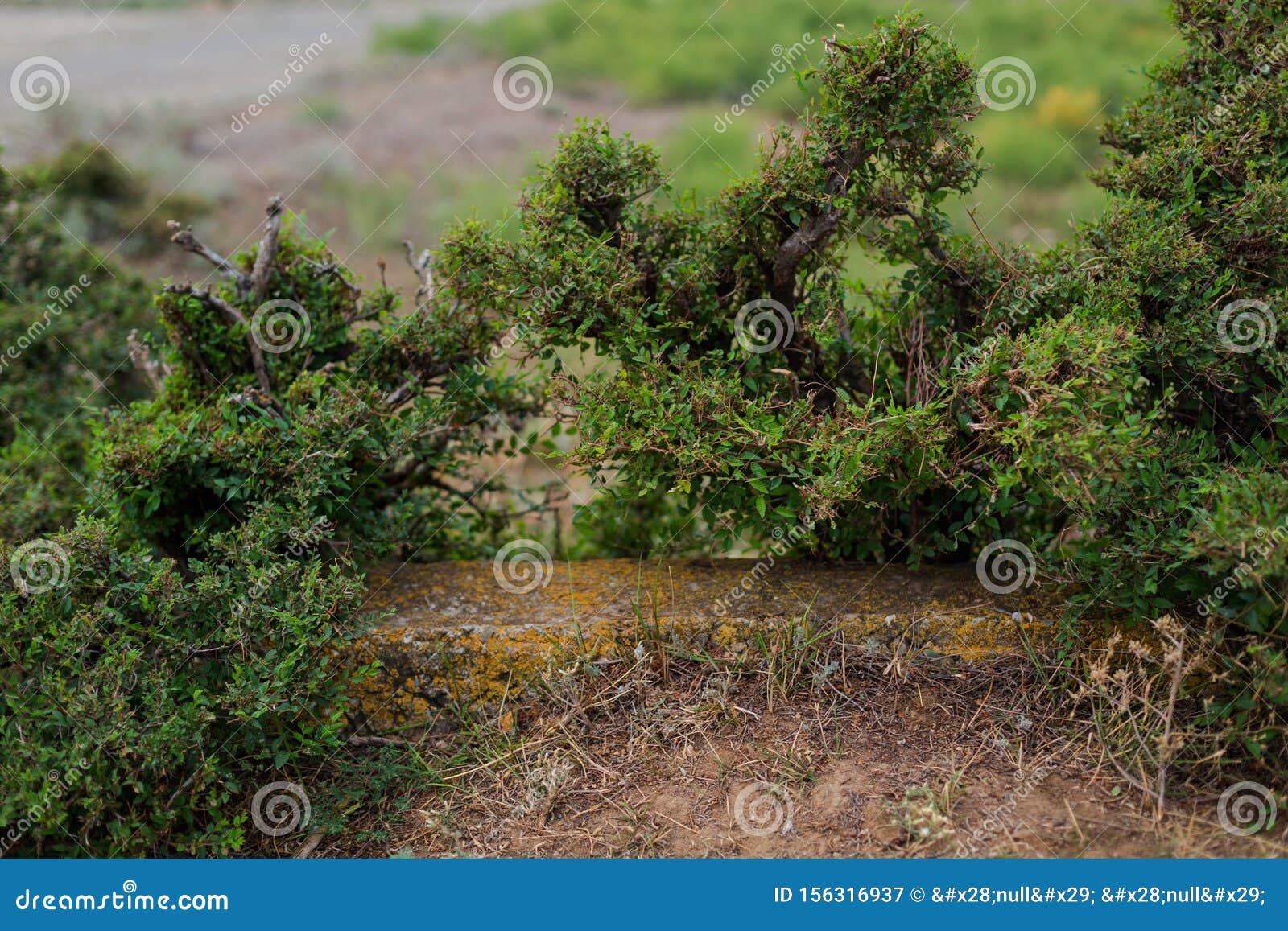 Wild Nature Background with a Green Bush Stock Image - Image of ...