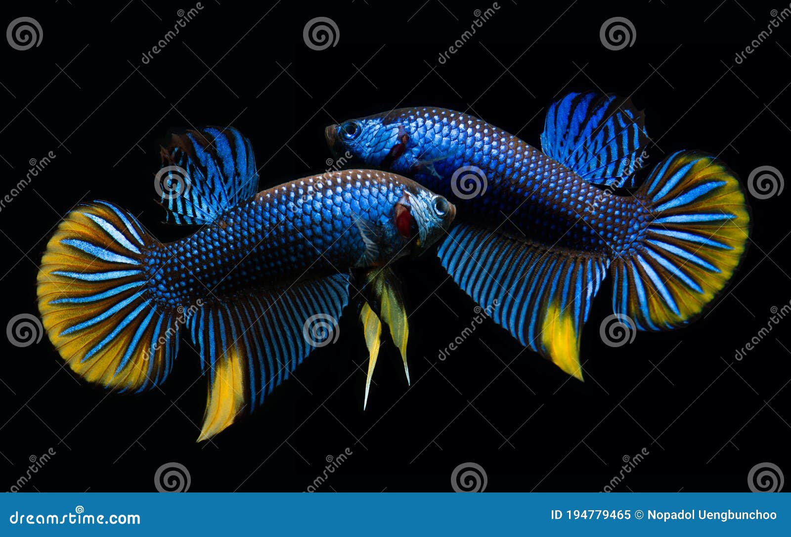 Wild Betta Mahachaiensis Male Or Plakat Fighting Fish Splendens Royalty ...