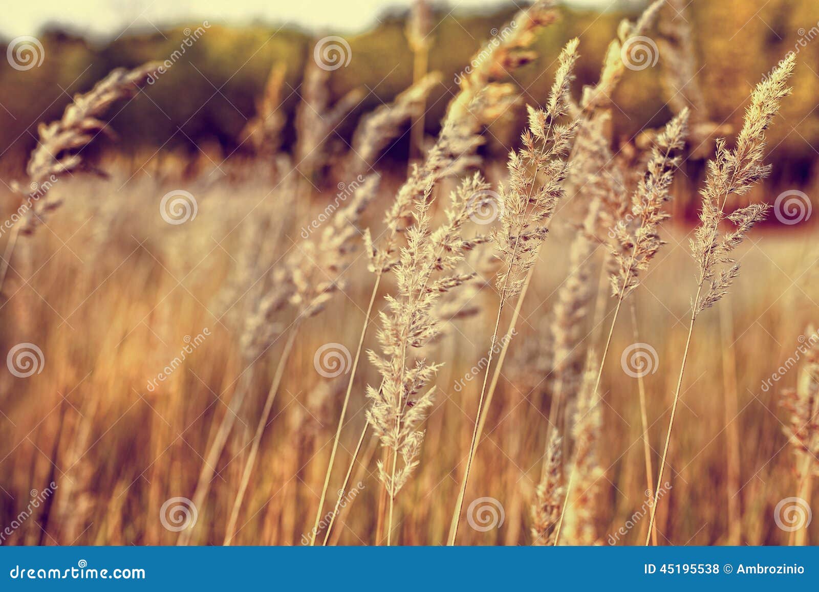 Wild Nature Field Landscape Stock Photo - Image of concept, heat: 45195538